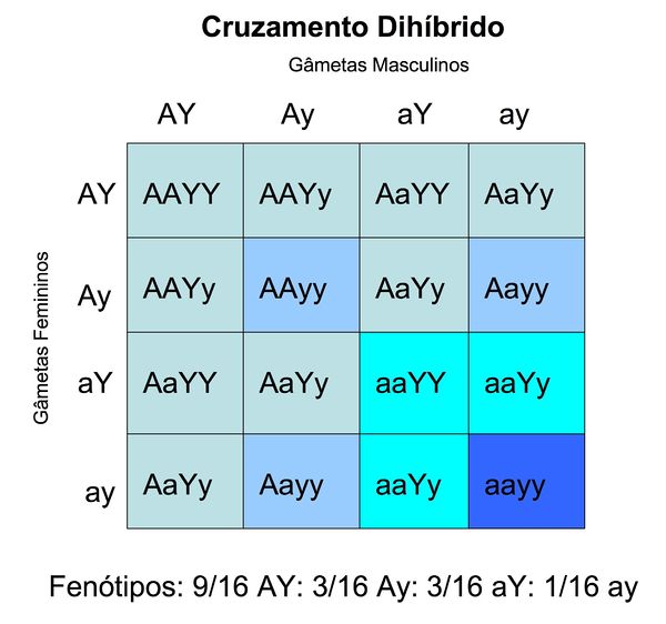 Figura 3 . Quadro de Punnet para um cruzamento dihíbrido
