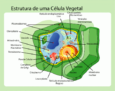 1. reprodução, 2. desenvolvimento,3. hereditariedade dos seres vivos.