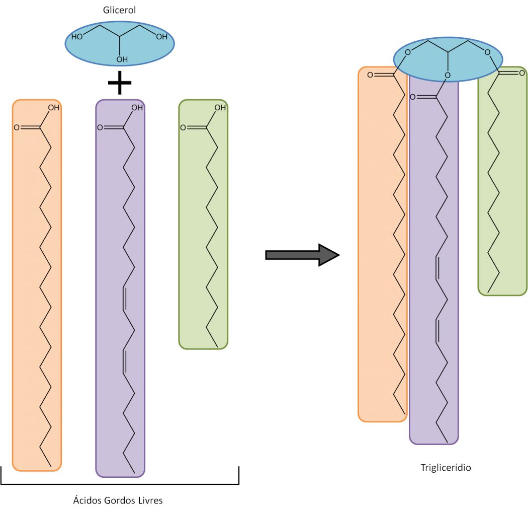 Figura 2 - Representação dos componentes de um triglicerídeo misto.