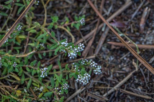 DOI : [ http://doi.org/10.24927/rce2019.00A ]