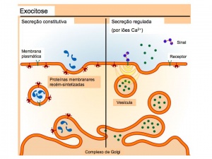 Exemplo De Exocitose Na Vida Real Exercícios Tipos Celulares E