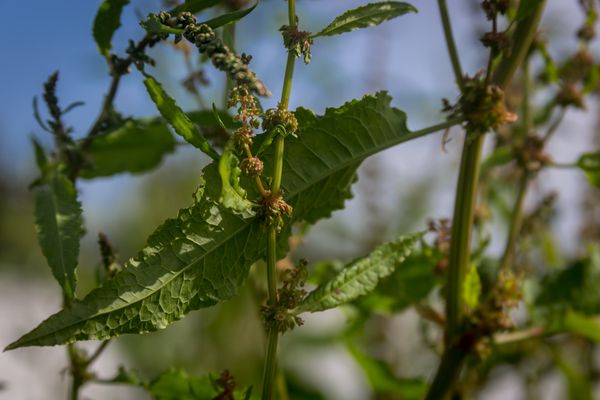 Família : POLYGONACEAE [POLYGONACEAE]