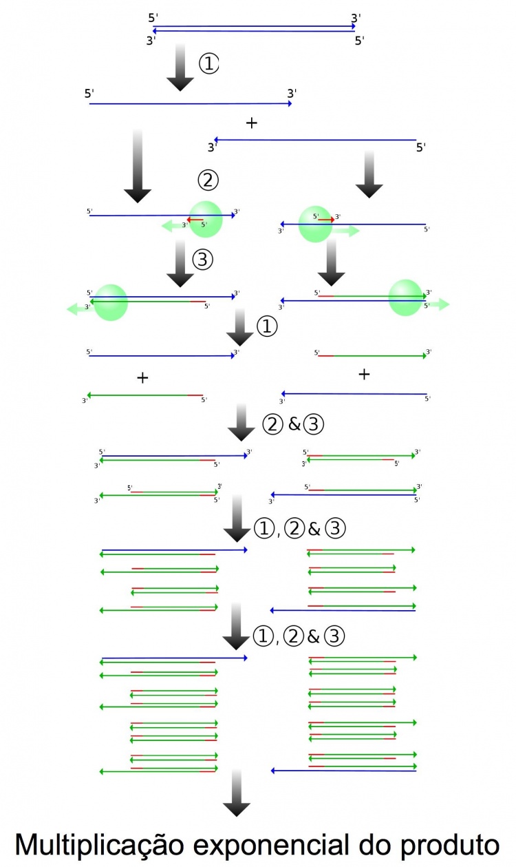 Figura 1. Esquema de um Ciclo de PCR