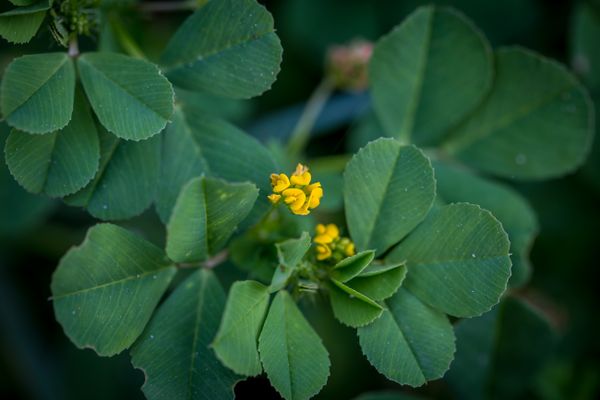 DOI : [ http://doi.org/10.24927/rce2019.00A ]